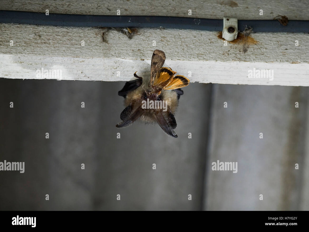 Brown Big-eared Bat (Plecotus auritus) feeding on moth Stock Photo - Alamy