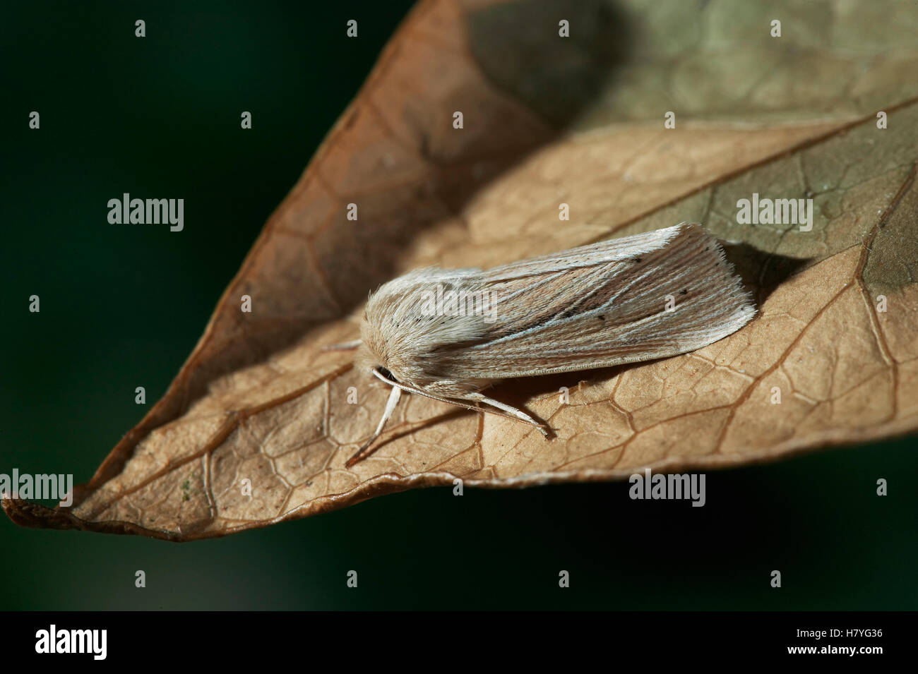 Common Wainscot (Mythimna pallens) moth Stock Photo - Alamy