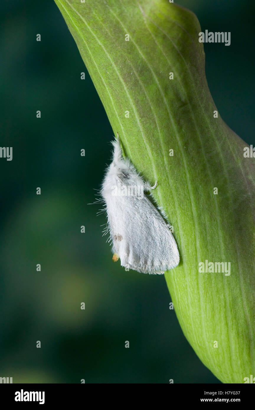 Yellow-tail Moth (Euproctis similis Stock Photo - Alamy
