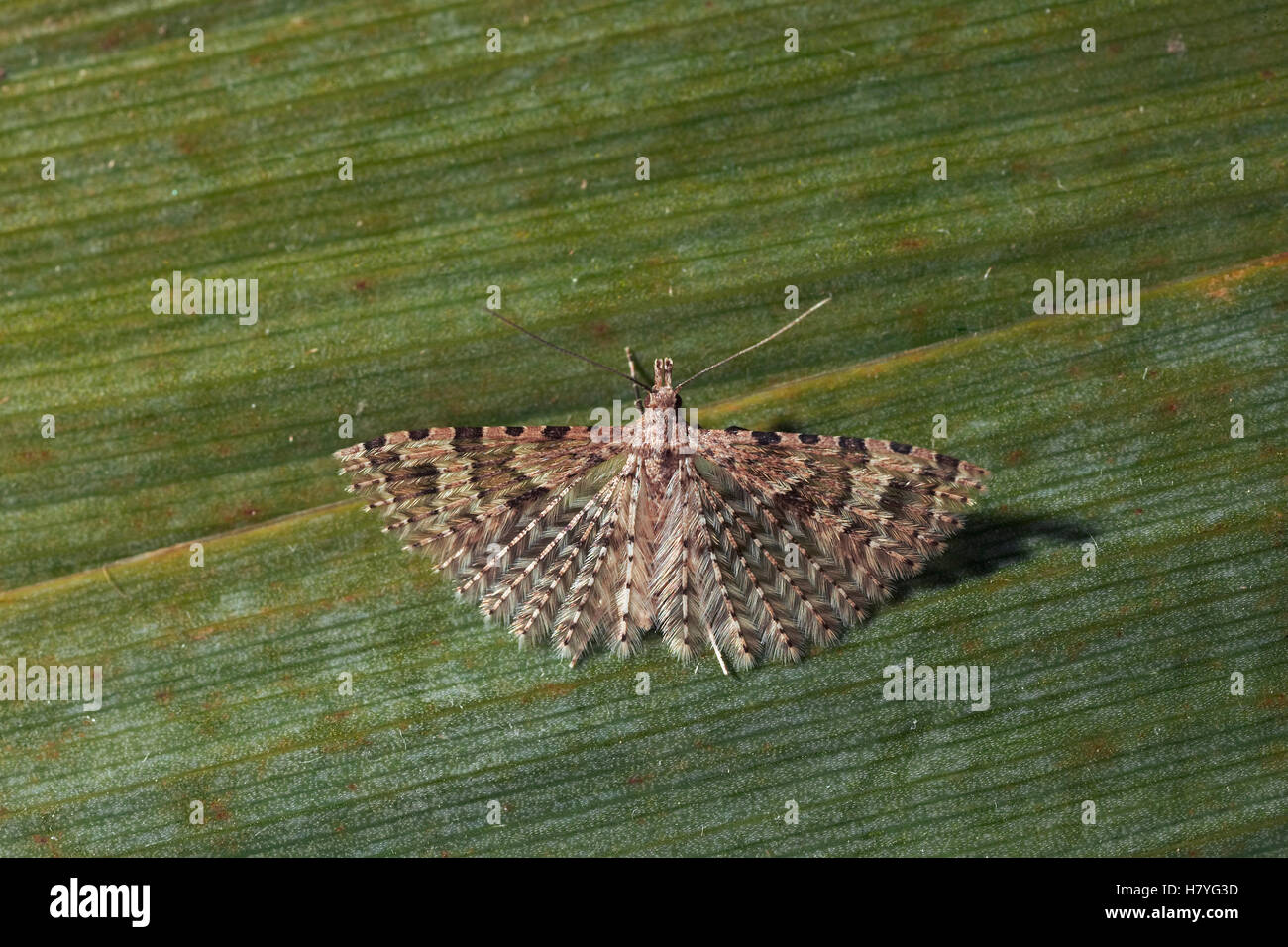 Twenty-plumed Moth (Alucita hexadactyla Stock Photo - Alamy