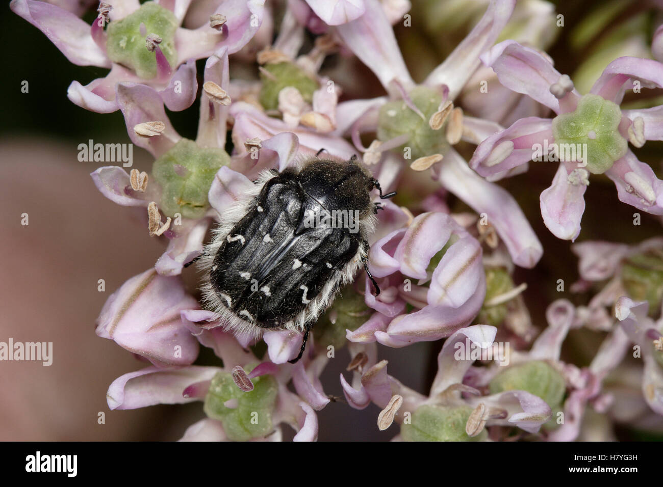 Flower Beetle (Tropinota hirta) on flower, Cyprus Stock Photo - Alamy