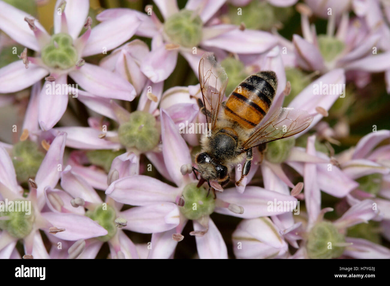 Honey Bee (Apis mellifera) feeding on flower nectar, Cyprus Stock Photo ...