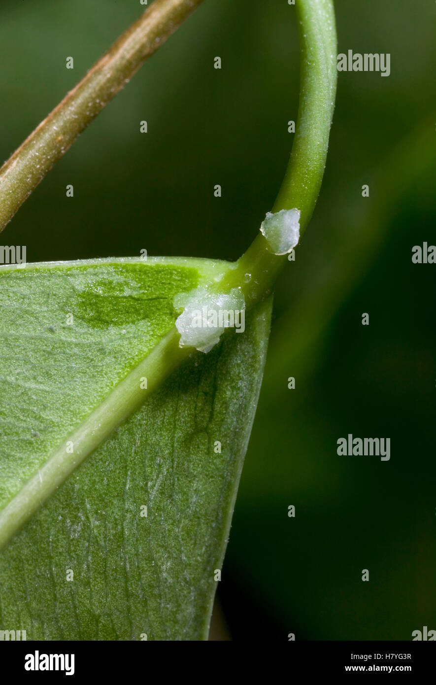 Scale insect egg cases, England Stock Photo - Alamy
