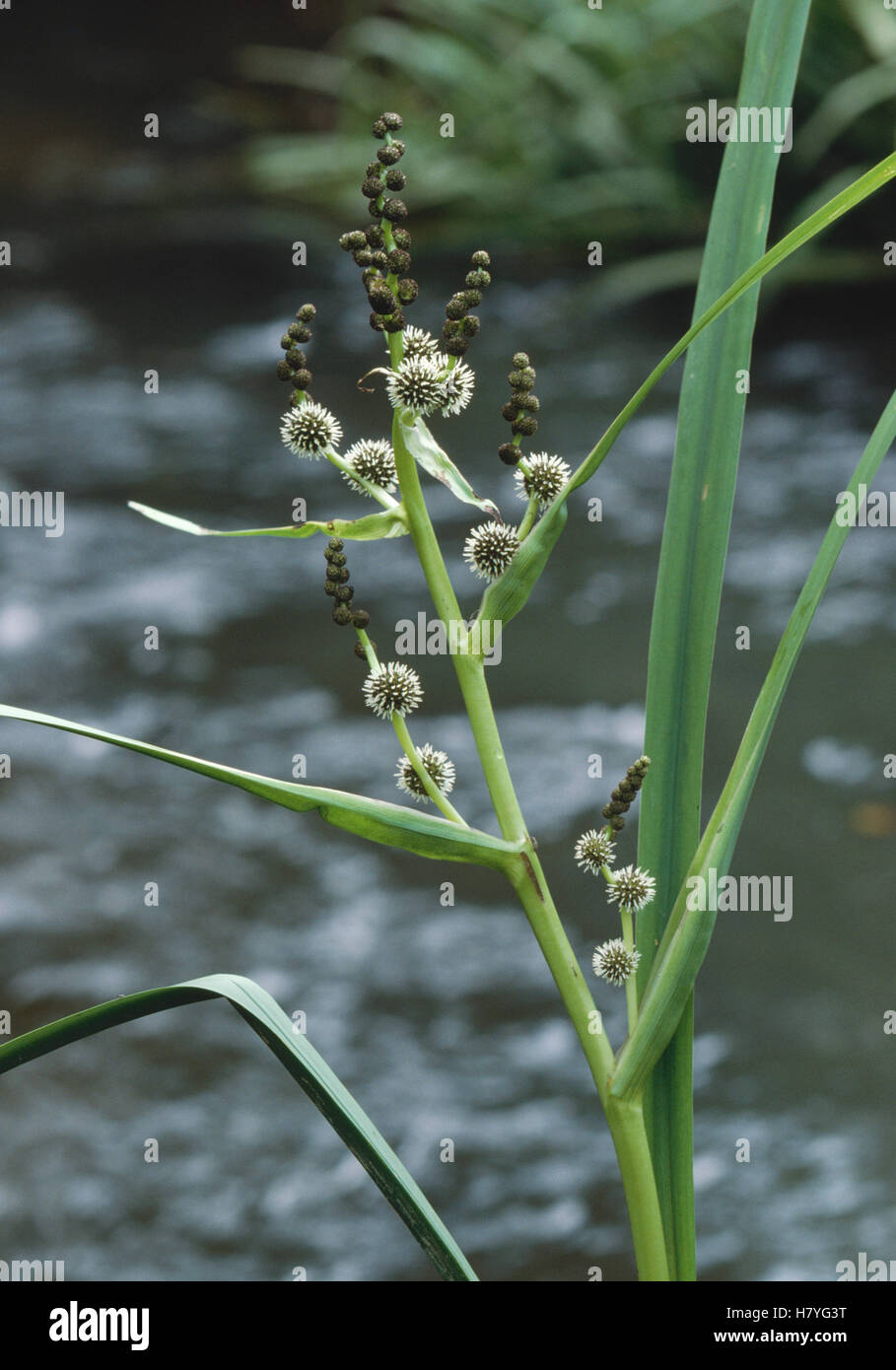Simple-stem Burr-reed (Sparganium erectum) flowering Stock Photo - Alamy