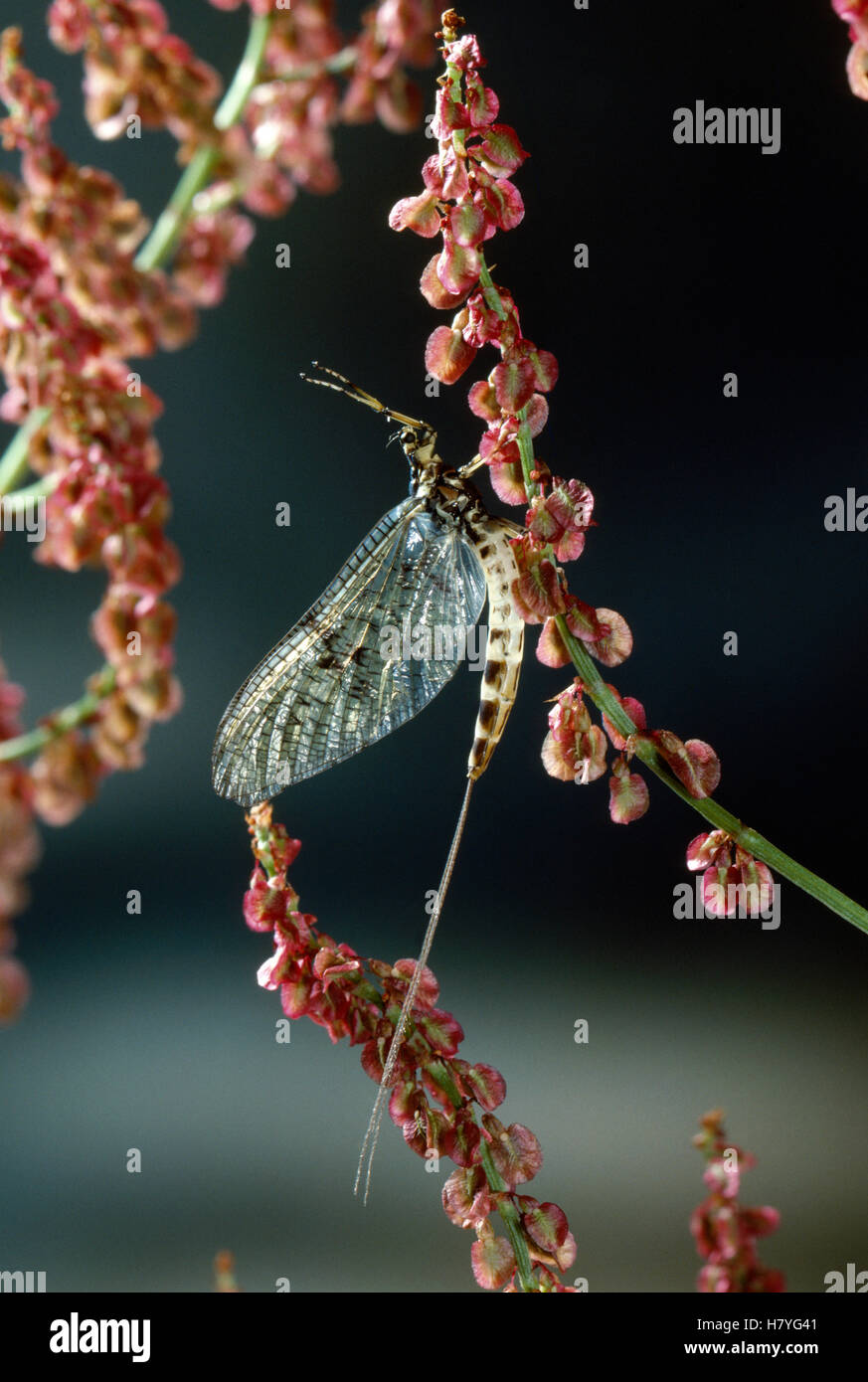 Common Burrower Mayfly (Ephemera danica) Common Burrower Mayfly Stock ...