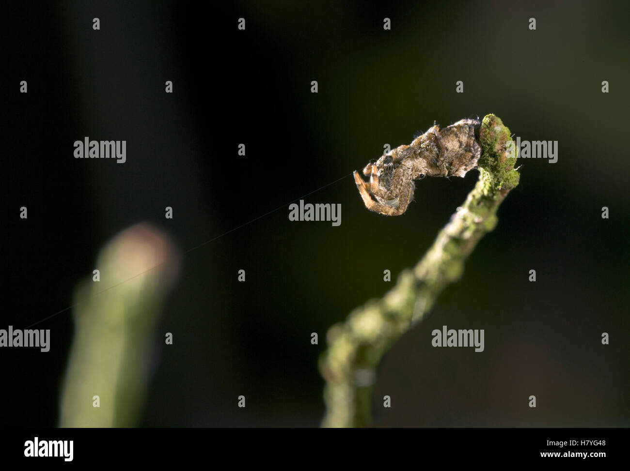 Feather-legged Spider (Hyptiotes paradoxus) camouflaged at end of plant ...