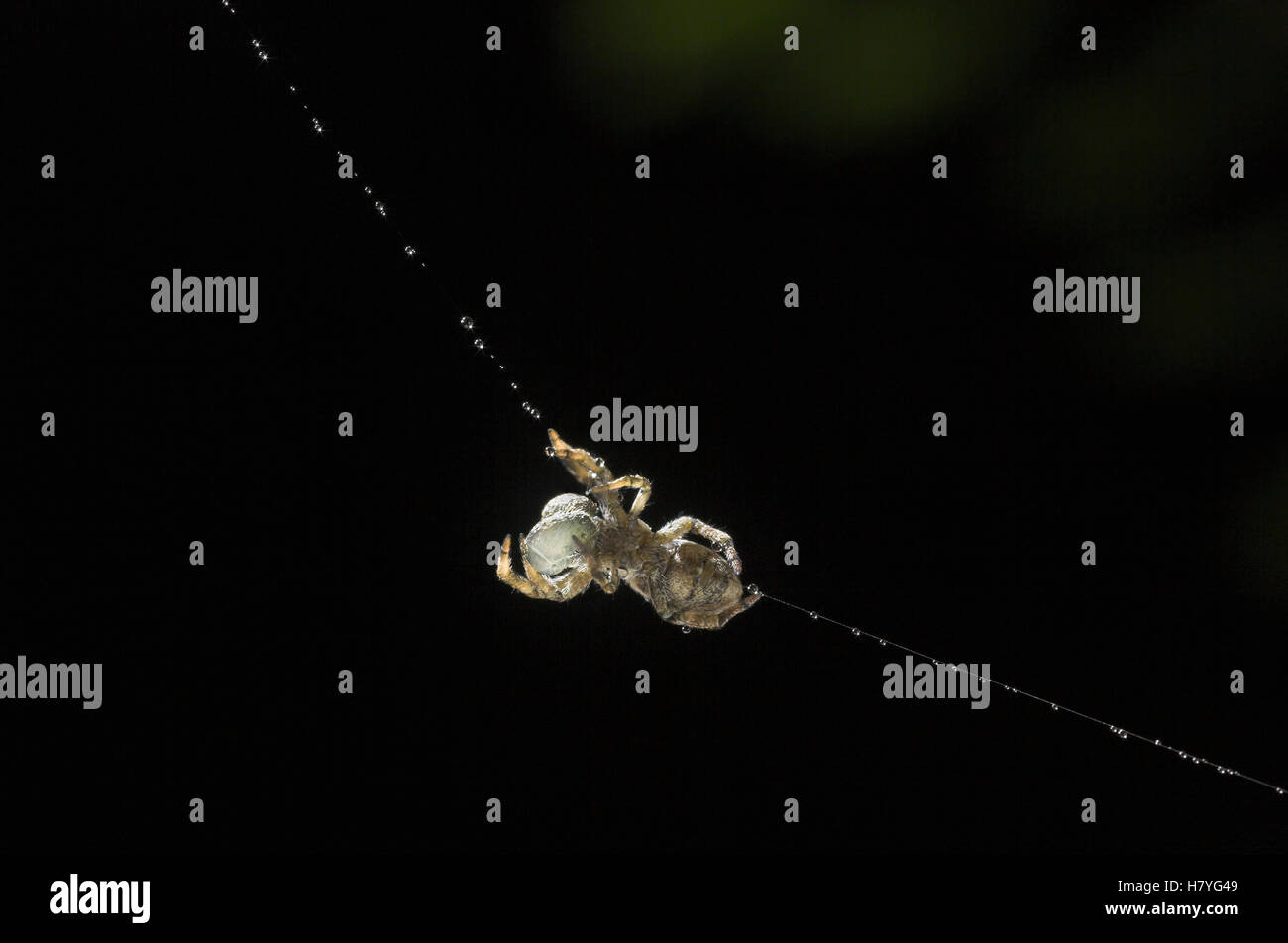 Feather-legged Spider (Hyptiotes paradoxus) in web, England Stock Photo ...