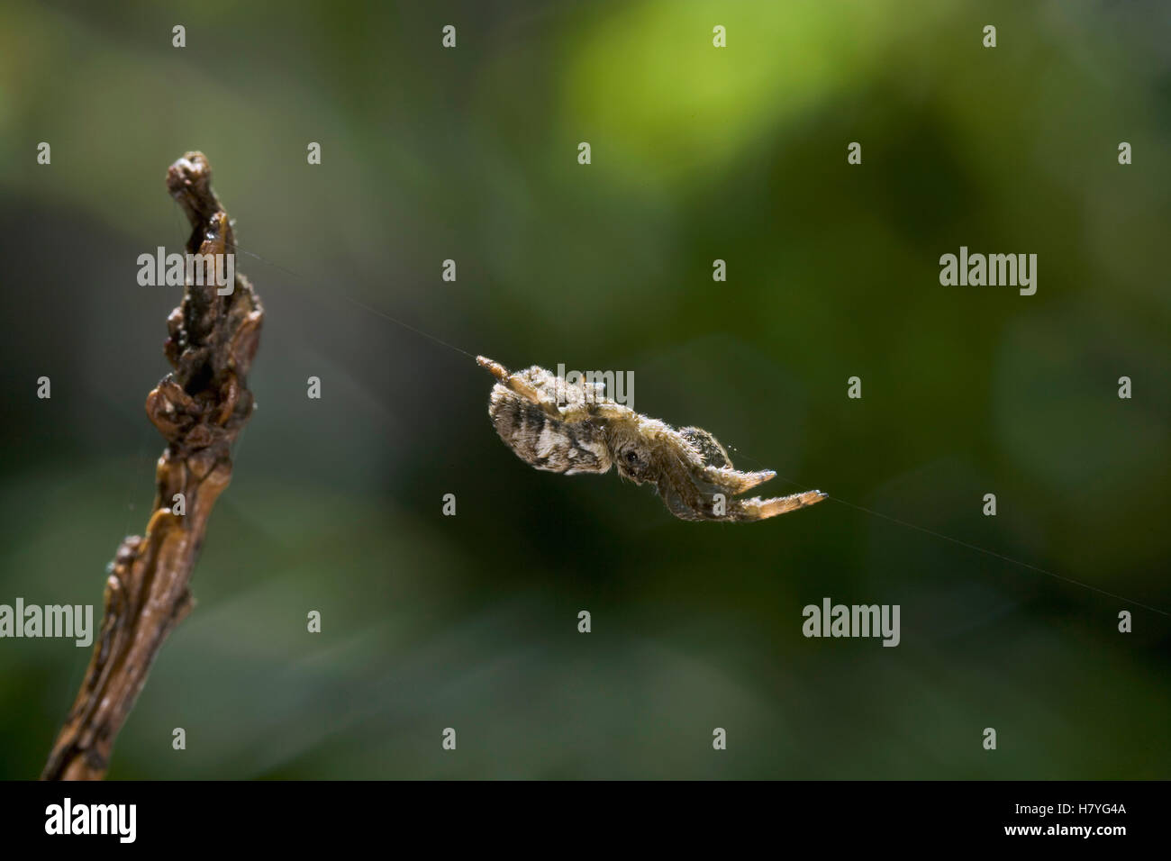 Feather-legged Spider (Hyptiotes paradoxus) in web, England Stock Photo ...