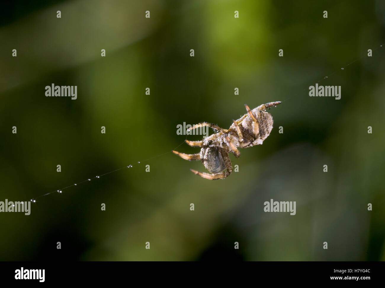 Feather-legged Spider (Hyptiotes paradoxus) in web, England Stock Photo ...