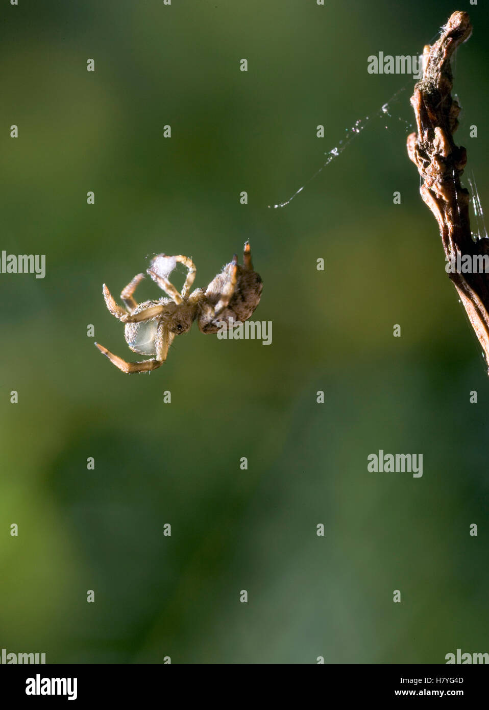 Feather-legged Spider (Hyptiotes paradoxus) rolling up web into silk ...