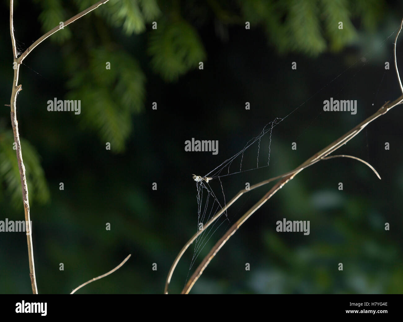 Feather-legged Spider (Hyptiotes paradoxus) web collapsing around prey ...