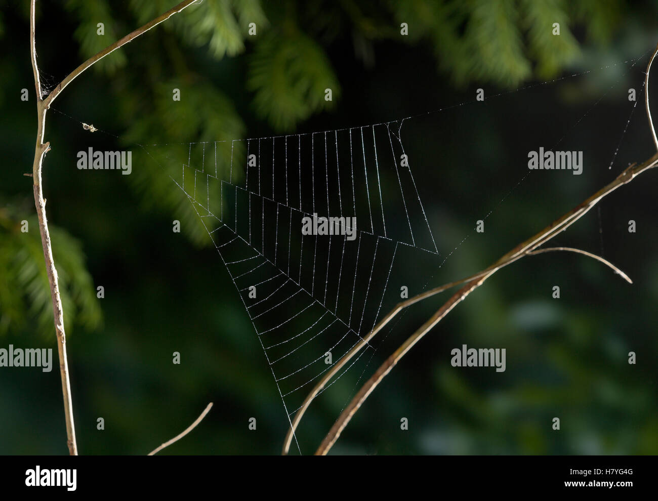 Feather-legged Spider (Hyptiotes paradoxus) waiting in freshly made ...