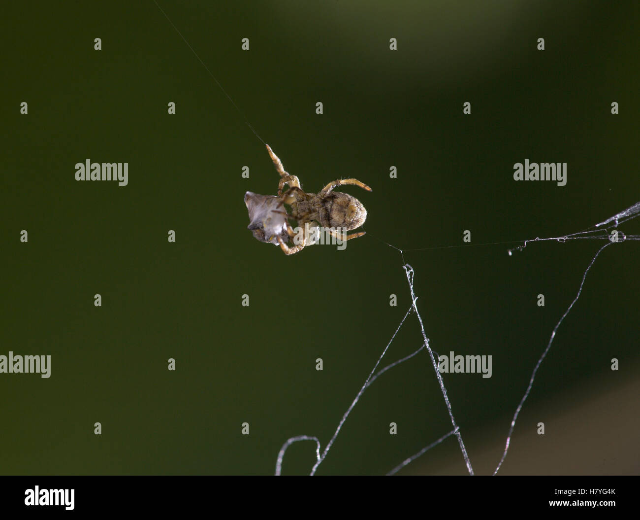 Feather-legged Spider (Hyptiotes paradoxus) carrying wrapped fly prey ...