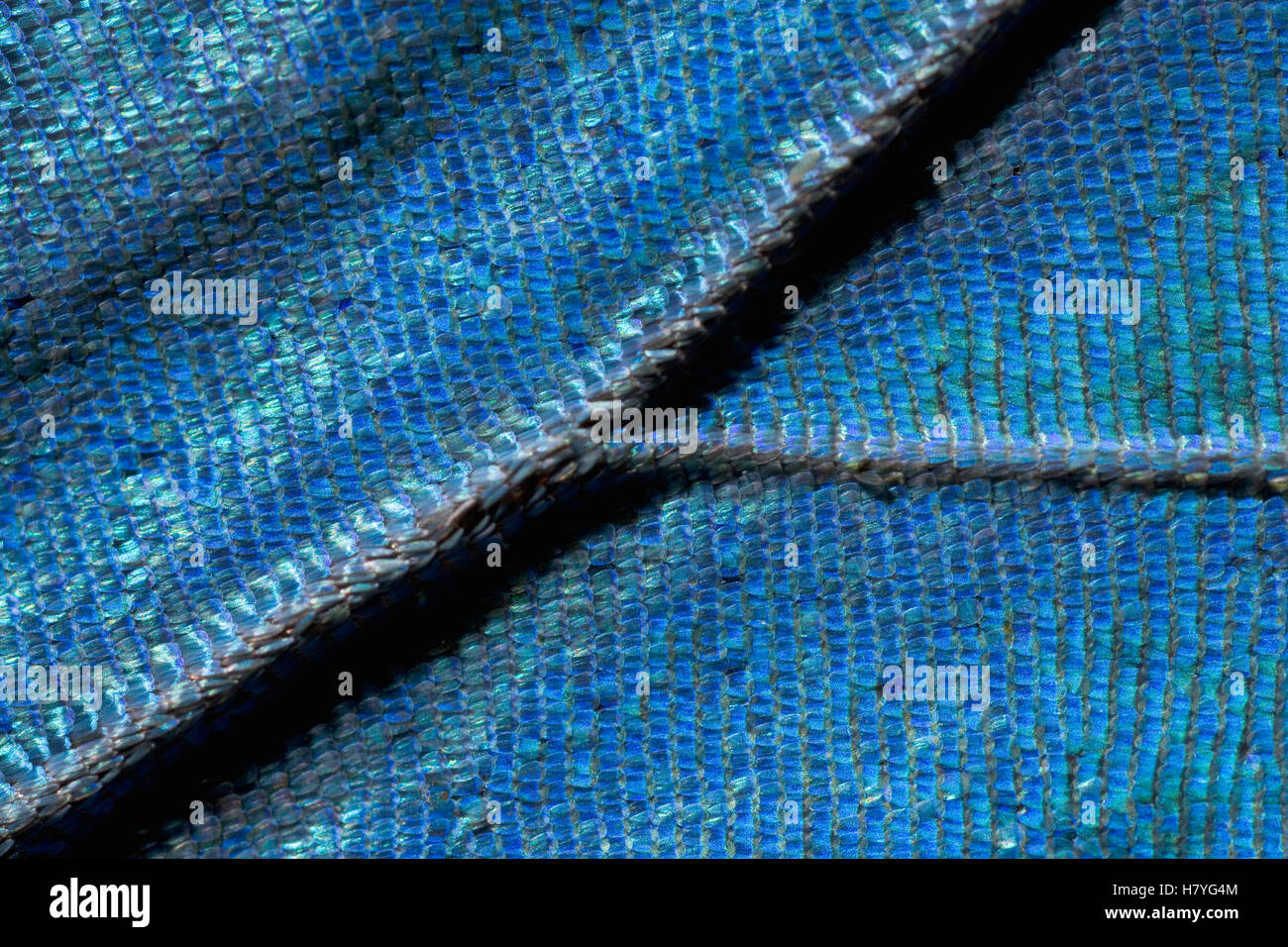 Morpho Butterfly (Morpho sp) wing scales Stock Photo - Alamy