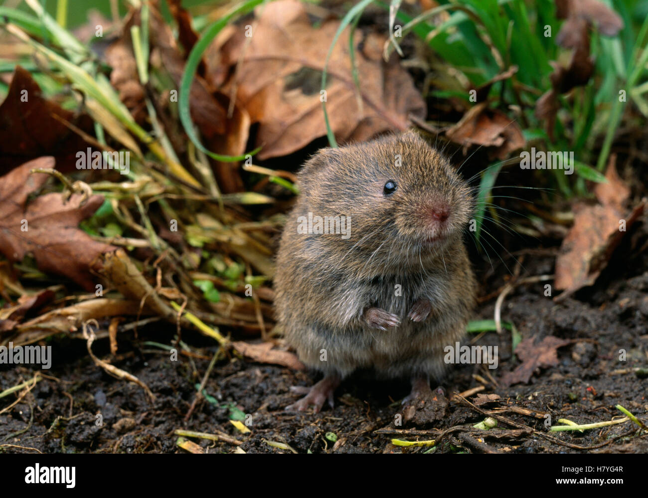Field Vole (Microtus agrestis Stock Photo - Alamy