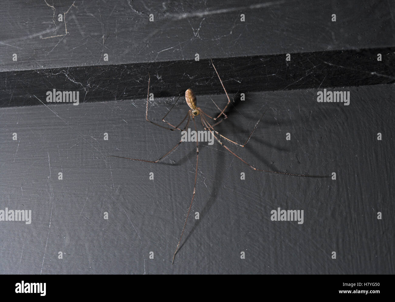 Daddy-Long-Legs Spider (Pholcus phalangioides) in web, Sussex, England ...