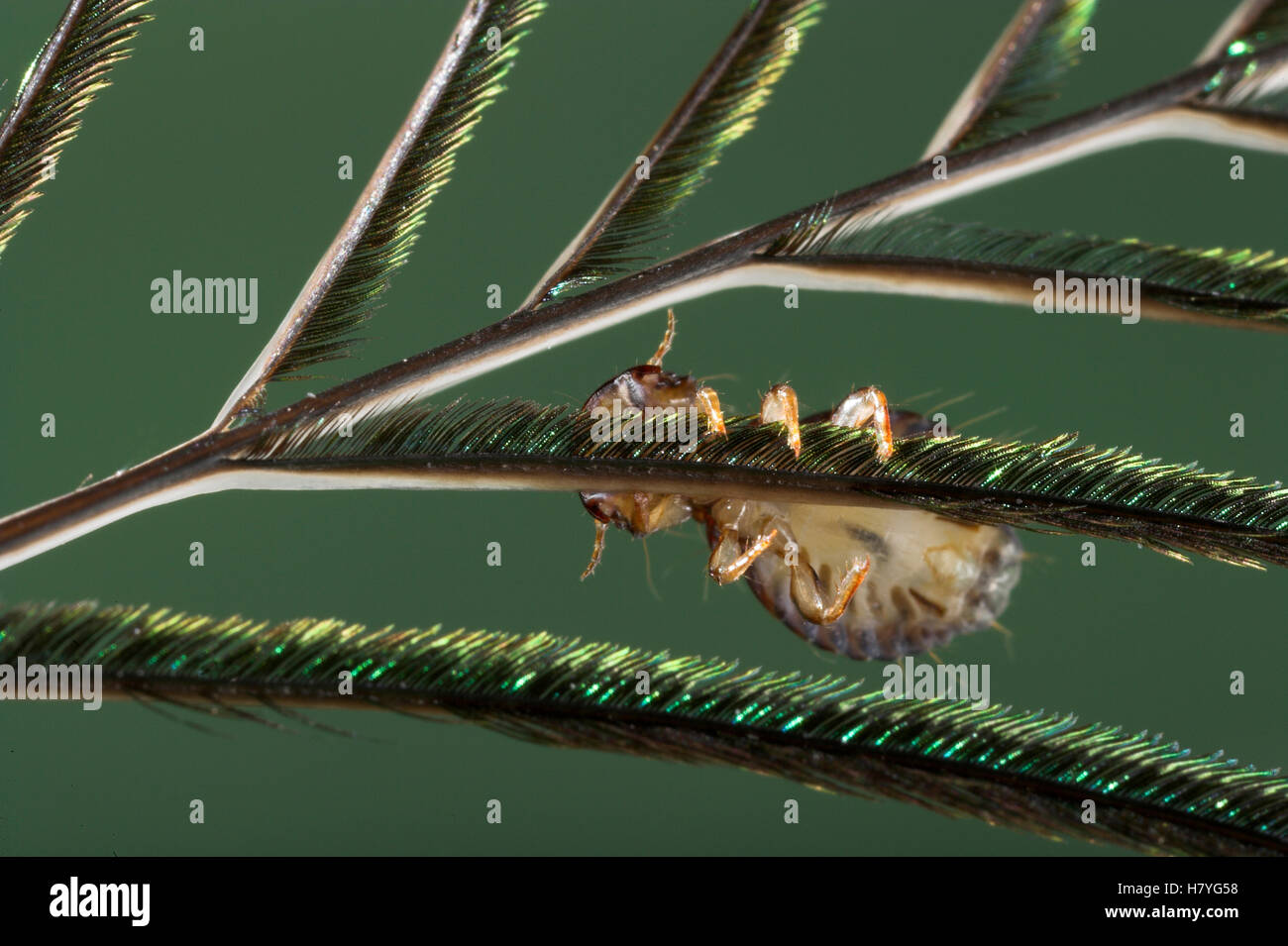 Bird Louse (Philopteridae) gripping peacock feather, Sussex, England ...