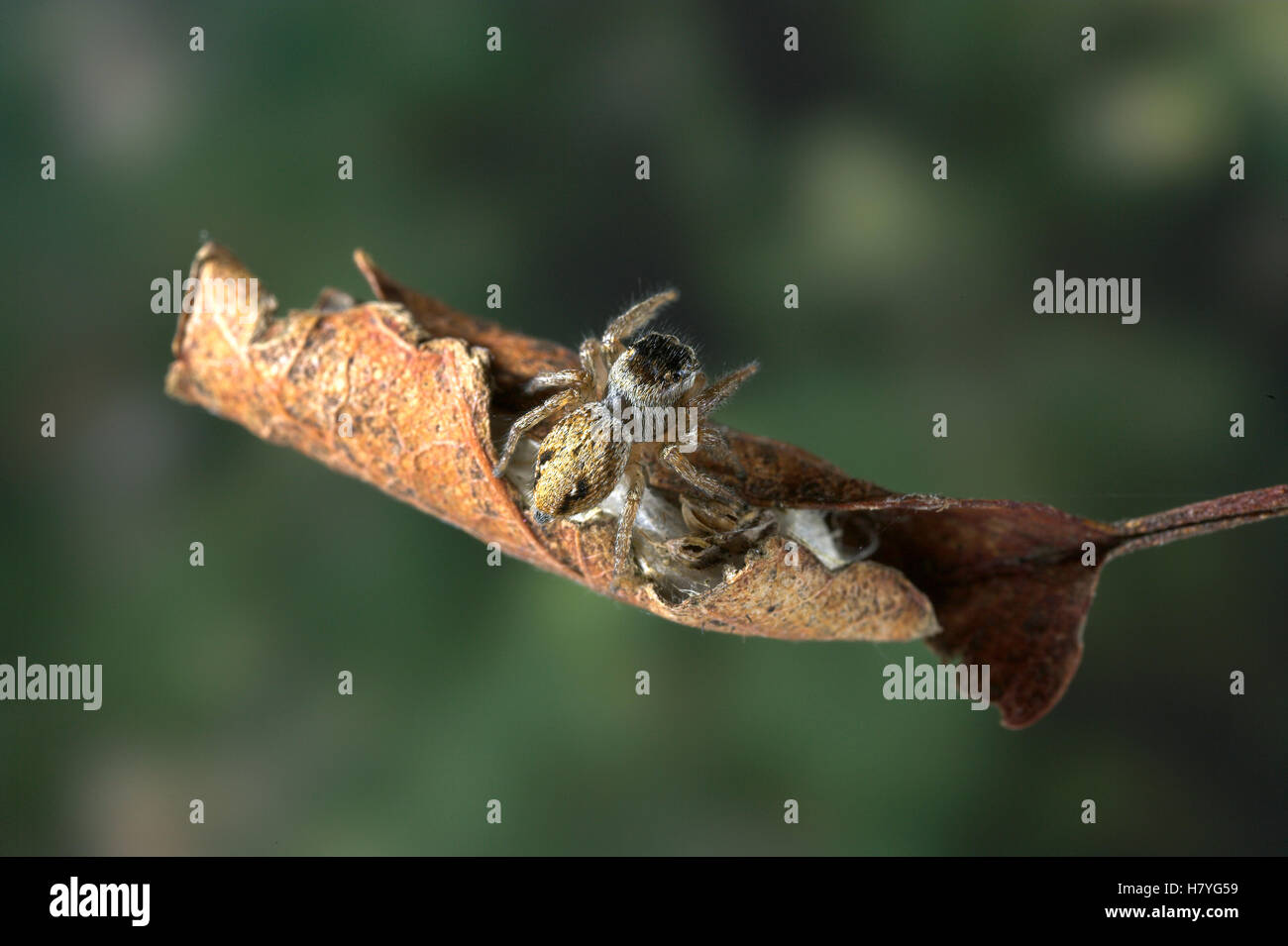 Jumping Spider (Evarcha arcuata) female guarding eggs inside curled ...