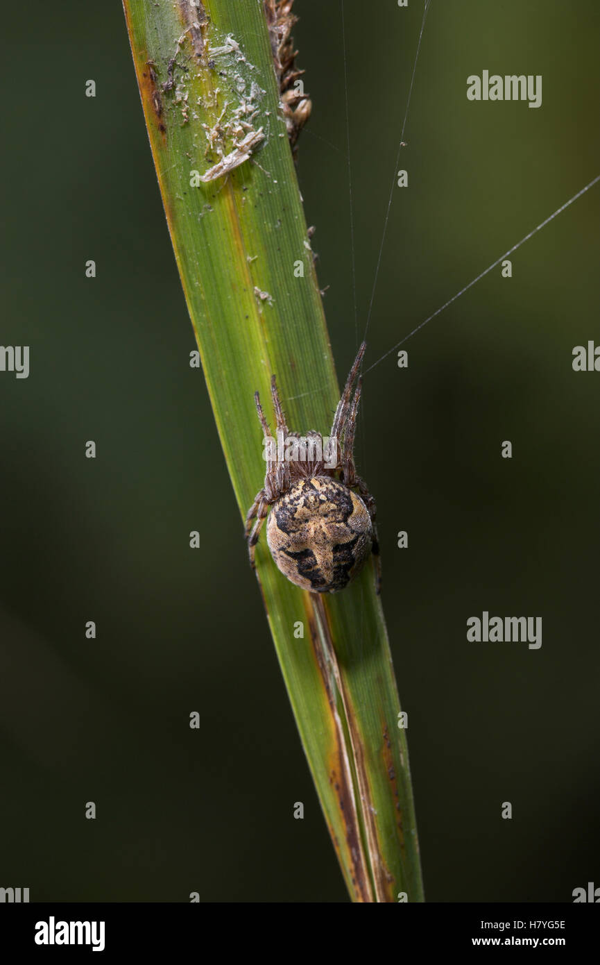 Orb-weaver Spider (Larinioides cornutus), Sussex, England Stock Photo ...