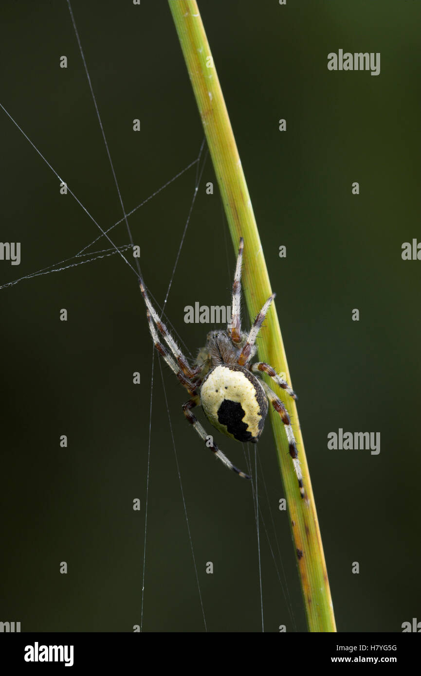 Marbled Orb Weaver (Araneus marmoreus) building web, Sussex, England ...