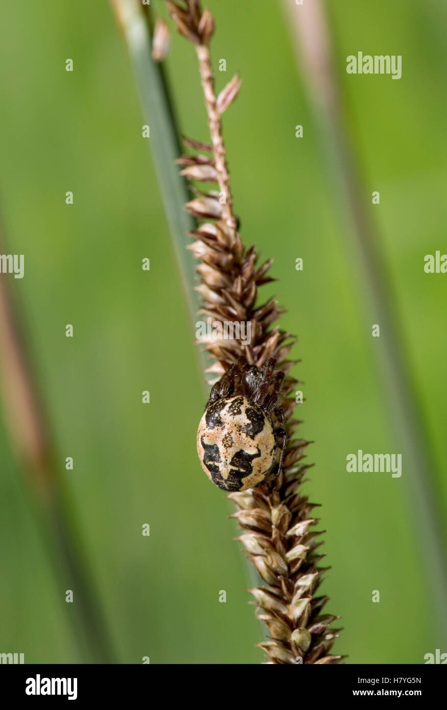 Orb-weaver Spider (Larinioides cornutus), Sussex, England Stock Photo ...
