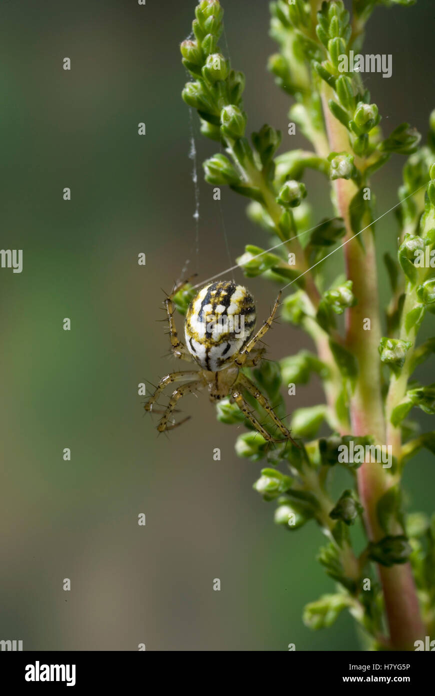 Orb-weaver Spider (Mangora acalypha) building web, Sussex, England ...