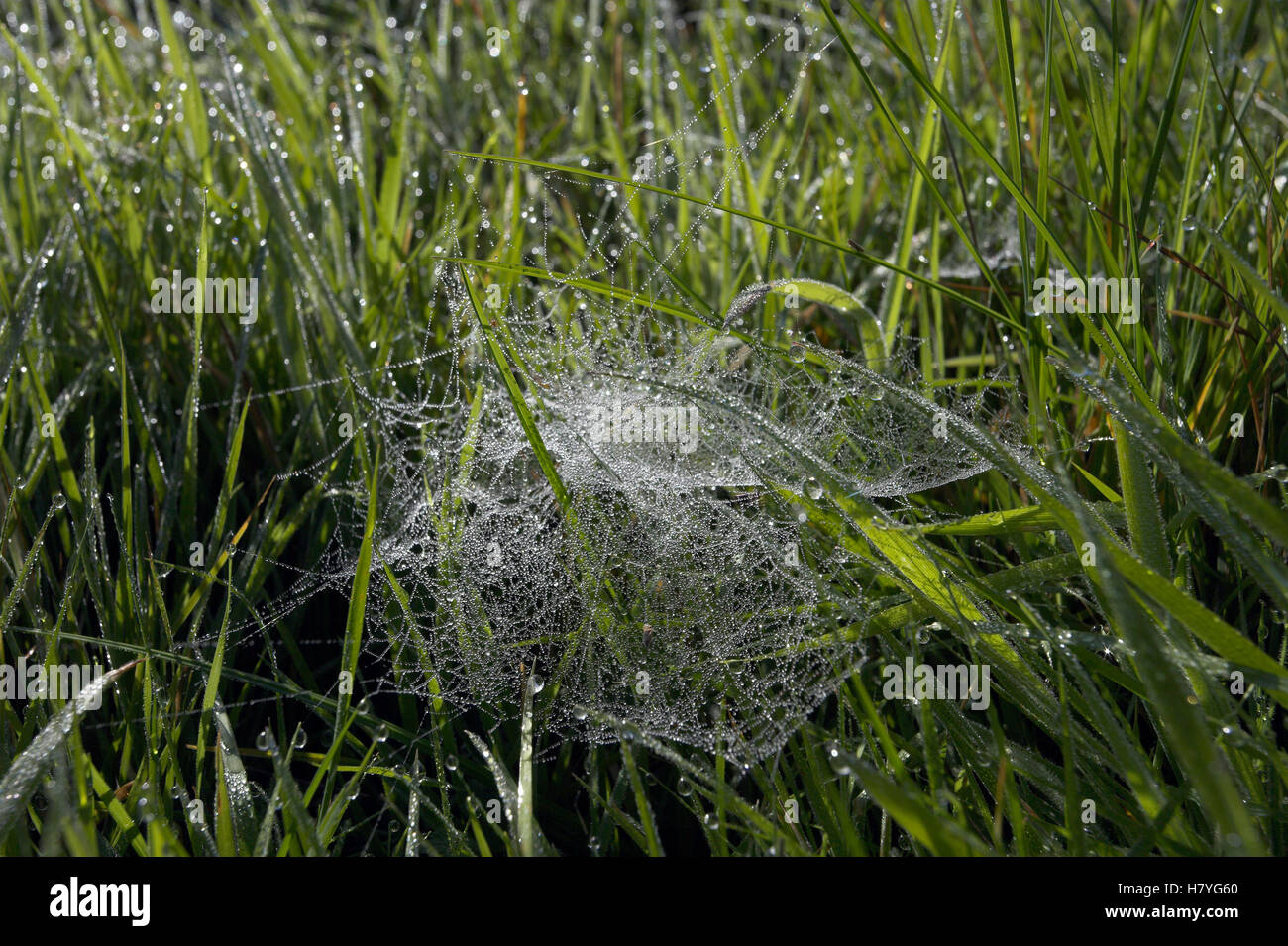 Money Spider (Linyphiidae) web, Sussex, England Stock Photo - Alamy