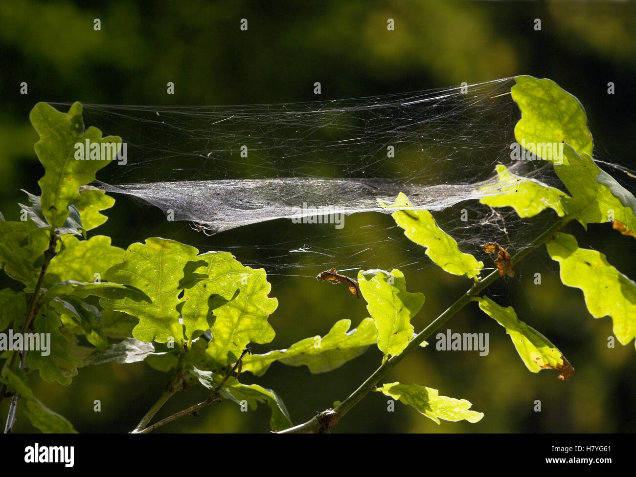 Money Spider (Linyphiidae) web, Sussex, England Stock Photo - Alamy