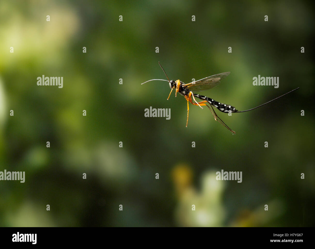 Sabre Wasp (Rhyssa persuasoria) flying, Sussex, England Stock Photo - Alamy