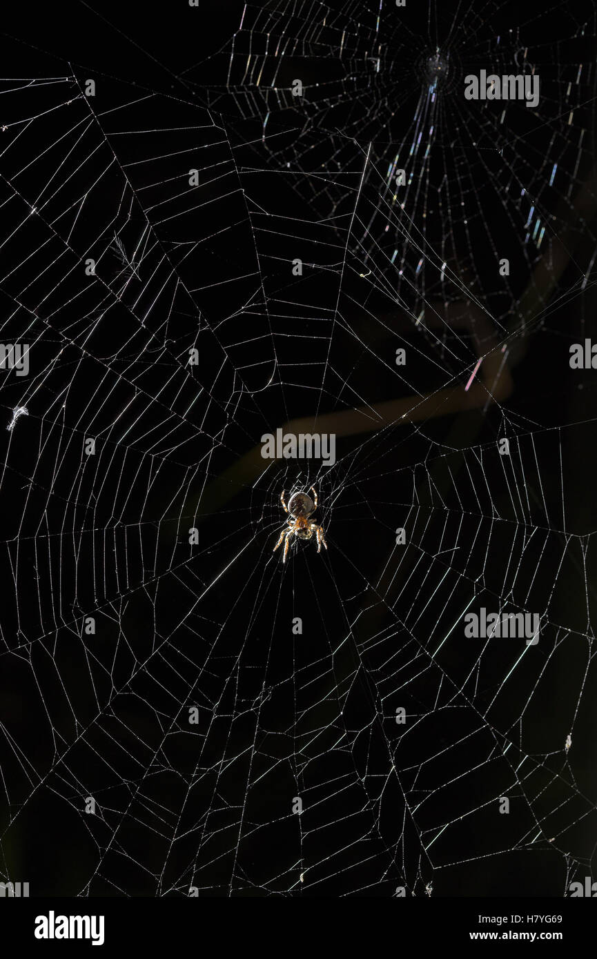 Walnut Orb-weaver Spider (Nuctenea umbratica) in web, Sussex, England ...