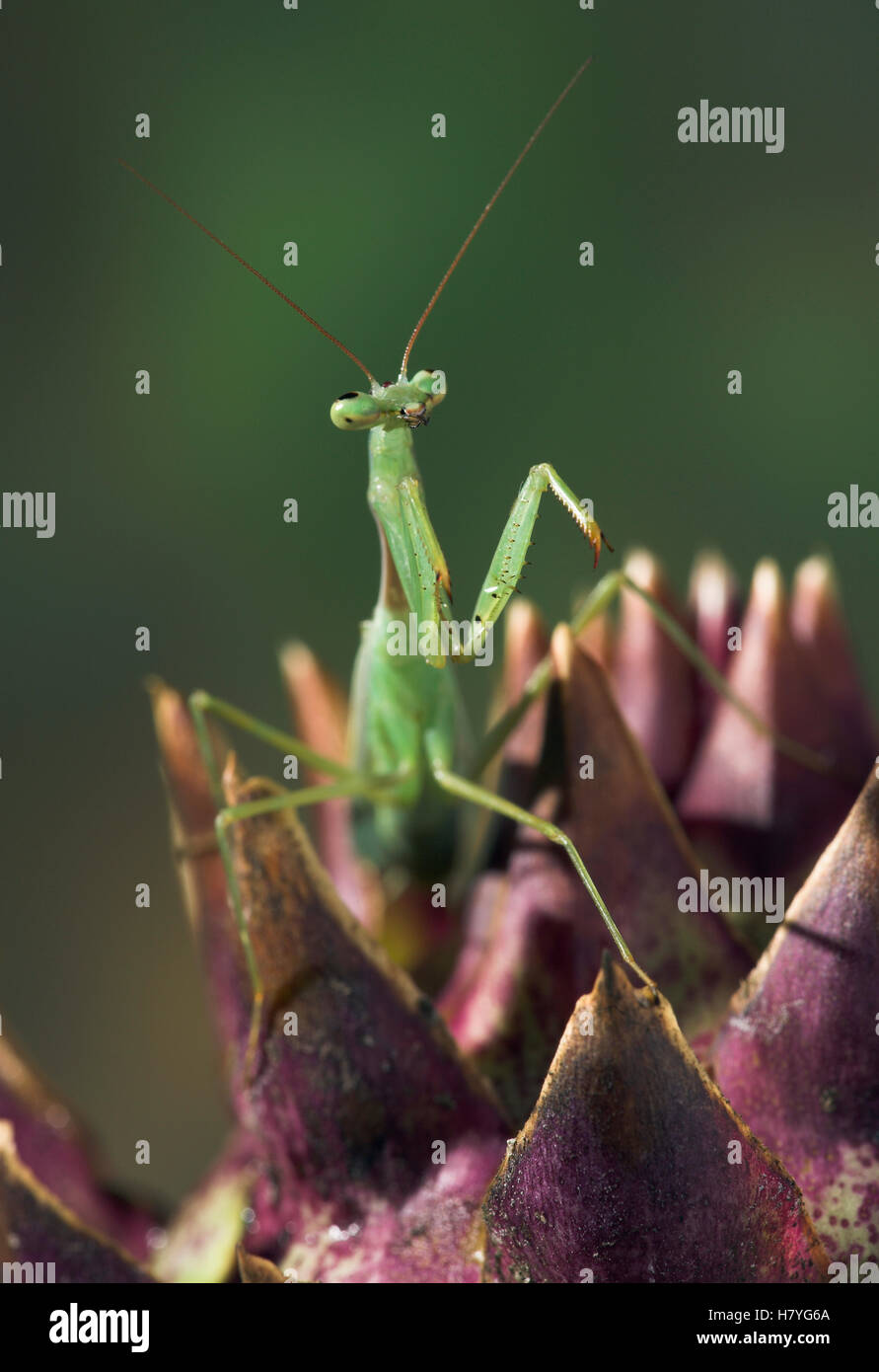 Praying Mantis (Miomantis abyssinica Stock Photo - Alamy