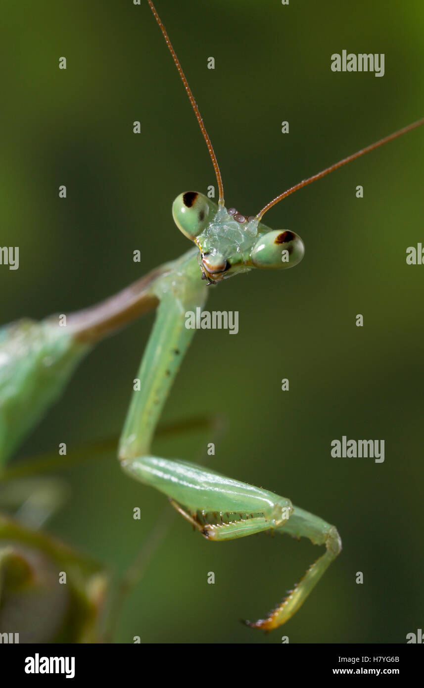 Praying Mantis (Miomantis abyssinica Stock Photo - Alamy