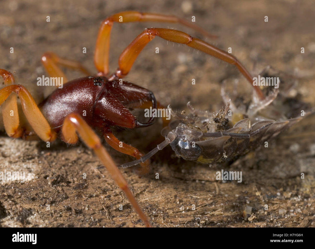 Slater Spider (Dysdera crocata) eating woodlouse Stock Photo - Alamy