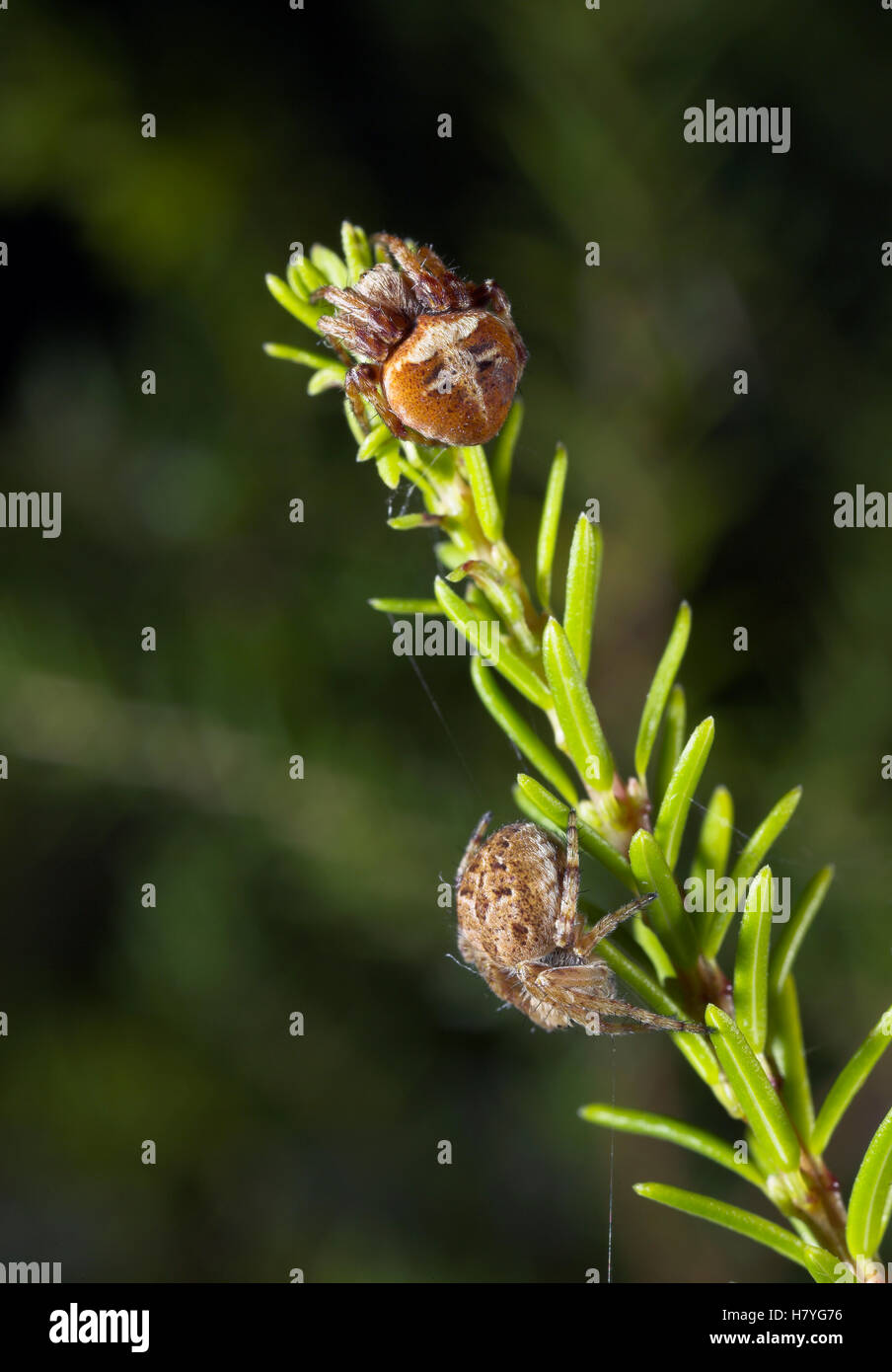 Orb-weaver Spider (Agalenatea redii) color morphs, Sussex, England ...