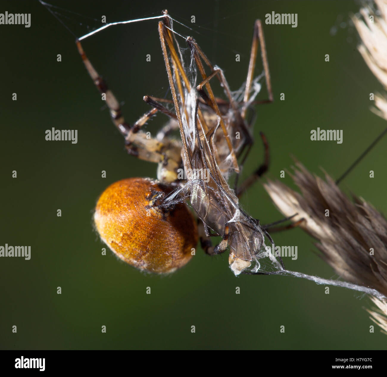 Four Spot Orb Weaver (Araneus quadratus) wrapping prey in silk, Sussex ...
