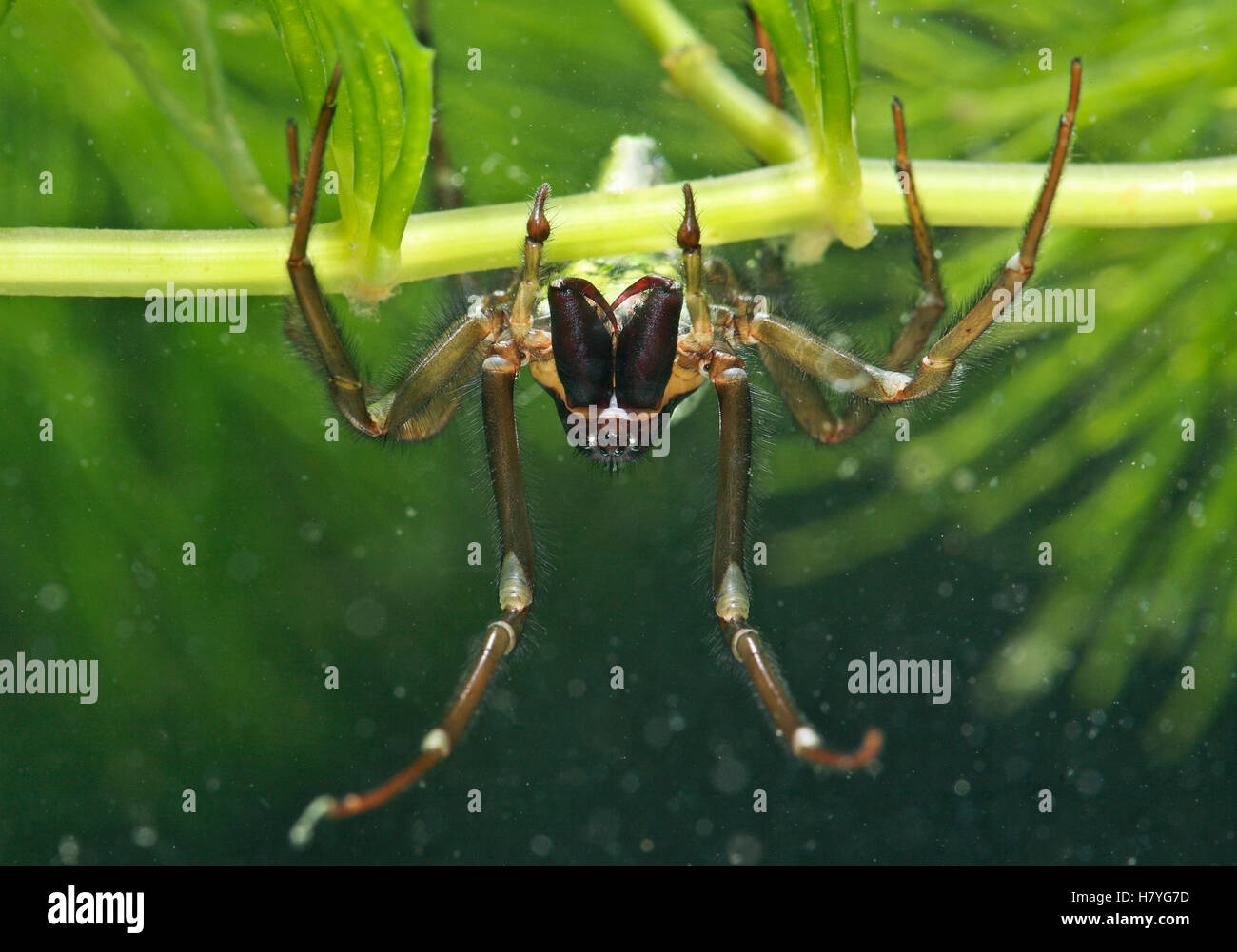 Water Spider (Argyroneta aquatica) underwater, England Stock Photo - Alamy