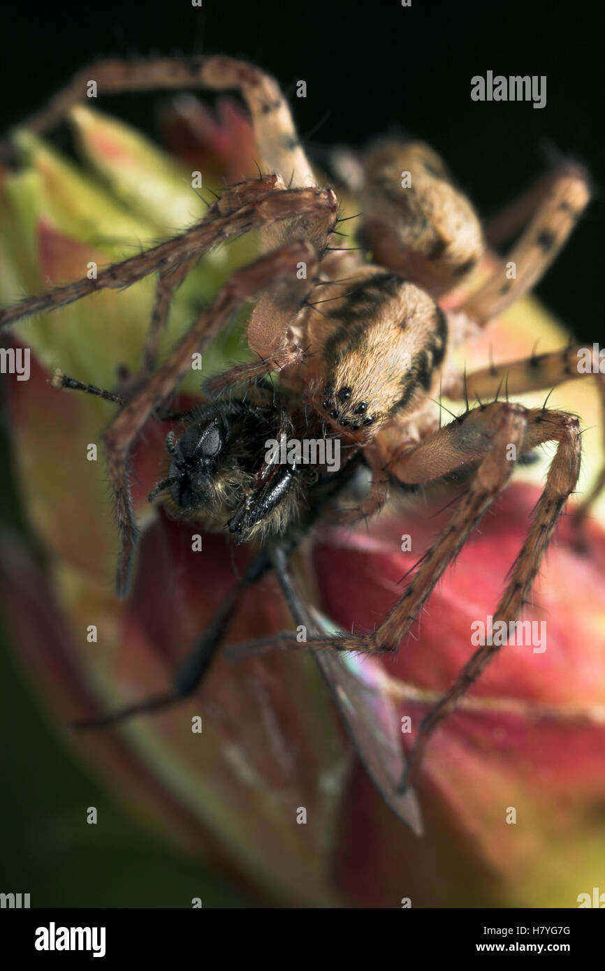 Buzzing Spider (Anyphaena accentuata) with prey, England Stock Photo ...