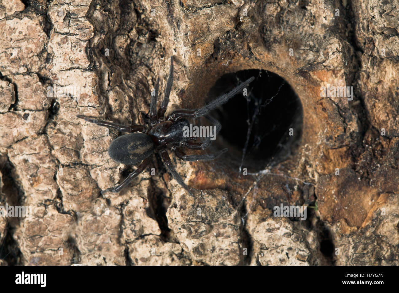 Black Lace-weaver (Amaurobius ferox), England Stock Photo - Alamy