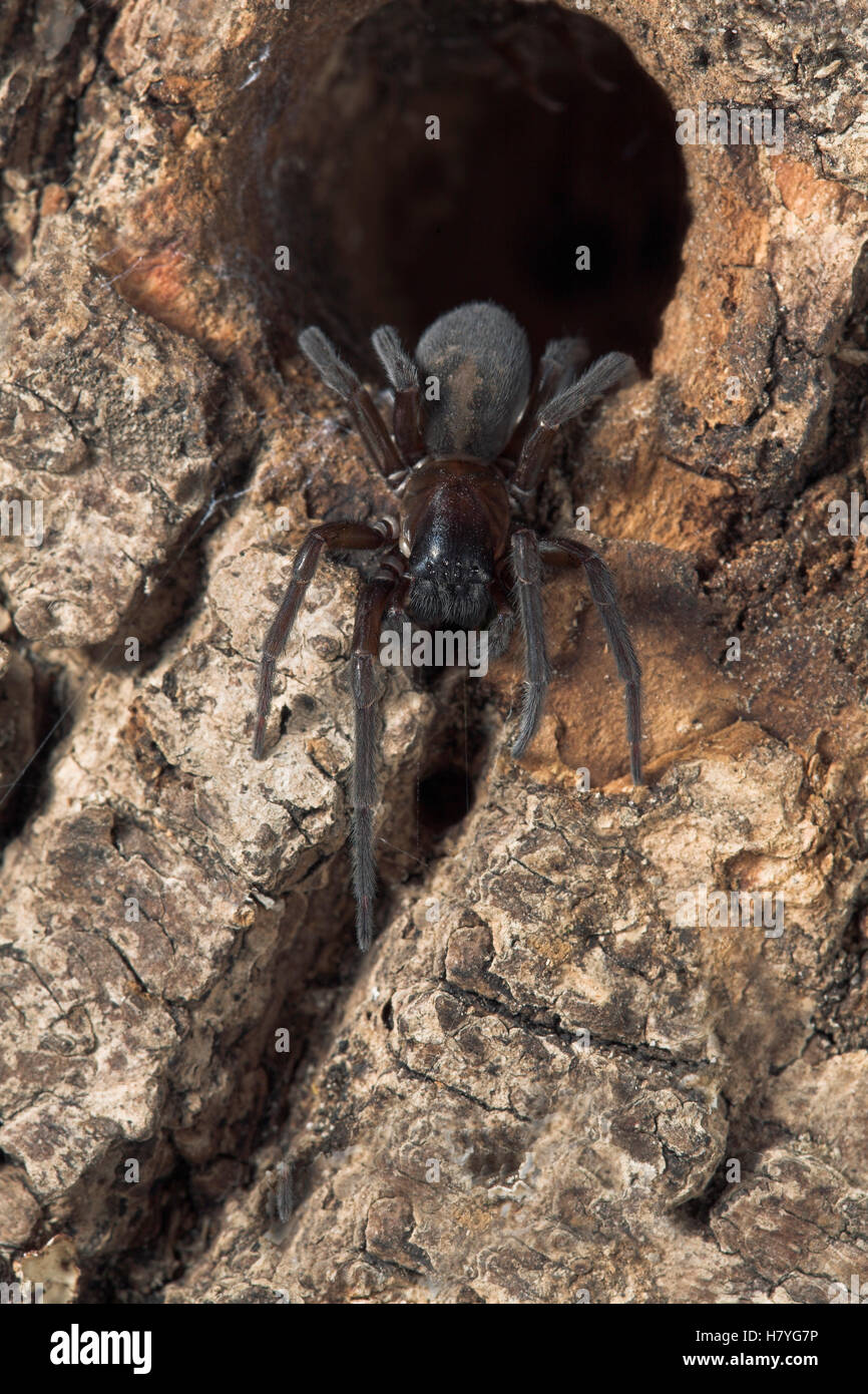 Black Lace-weaver (Amaurobius ferox) emerging from hole in tree trunk ...
