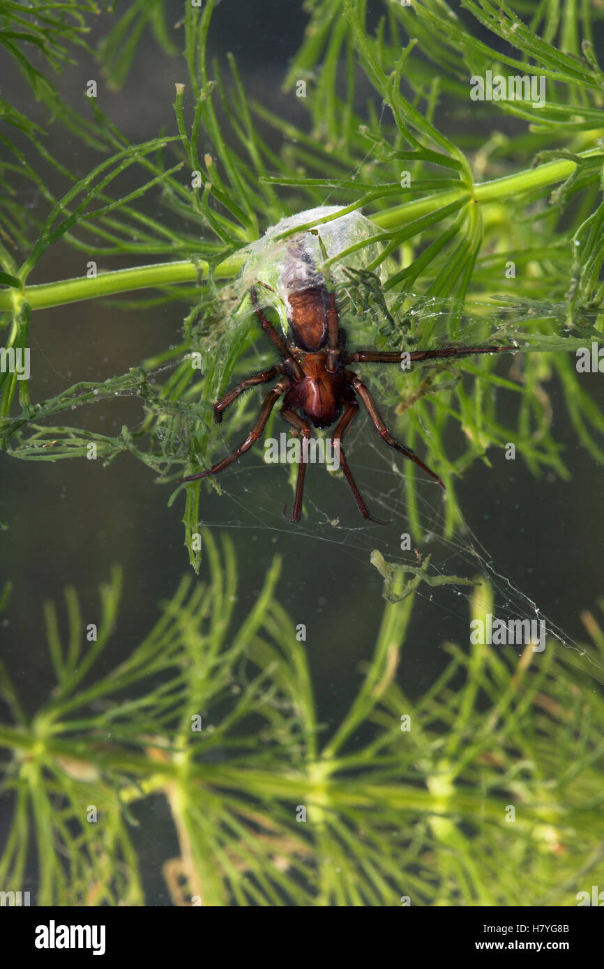 Water Spider (Argyroneta aquatica) in air bell, England Stock Photo - Alamy