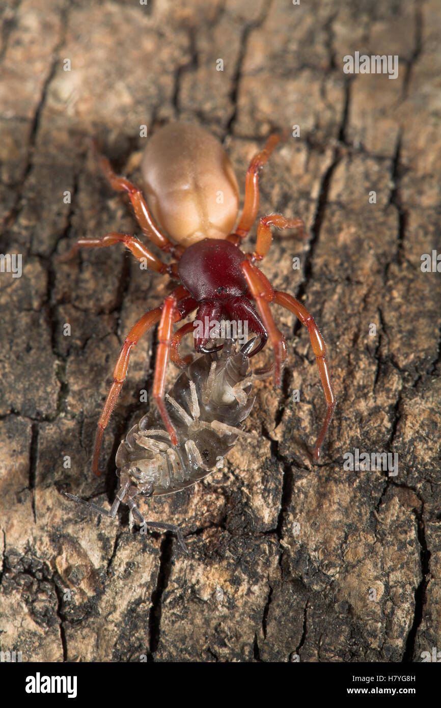 Slater Spider (Dysdera crocata) with prey, England Stock Photo - Alamy