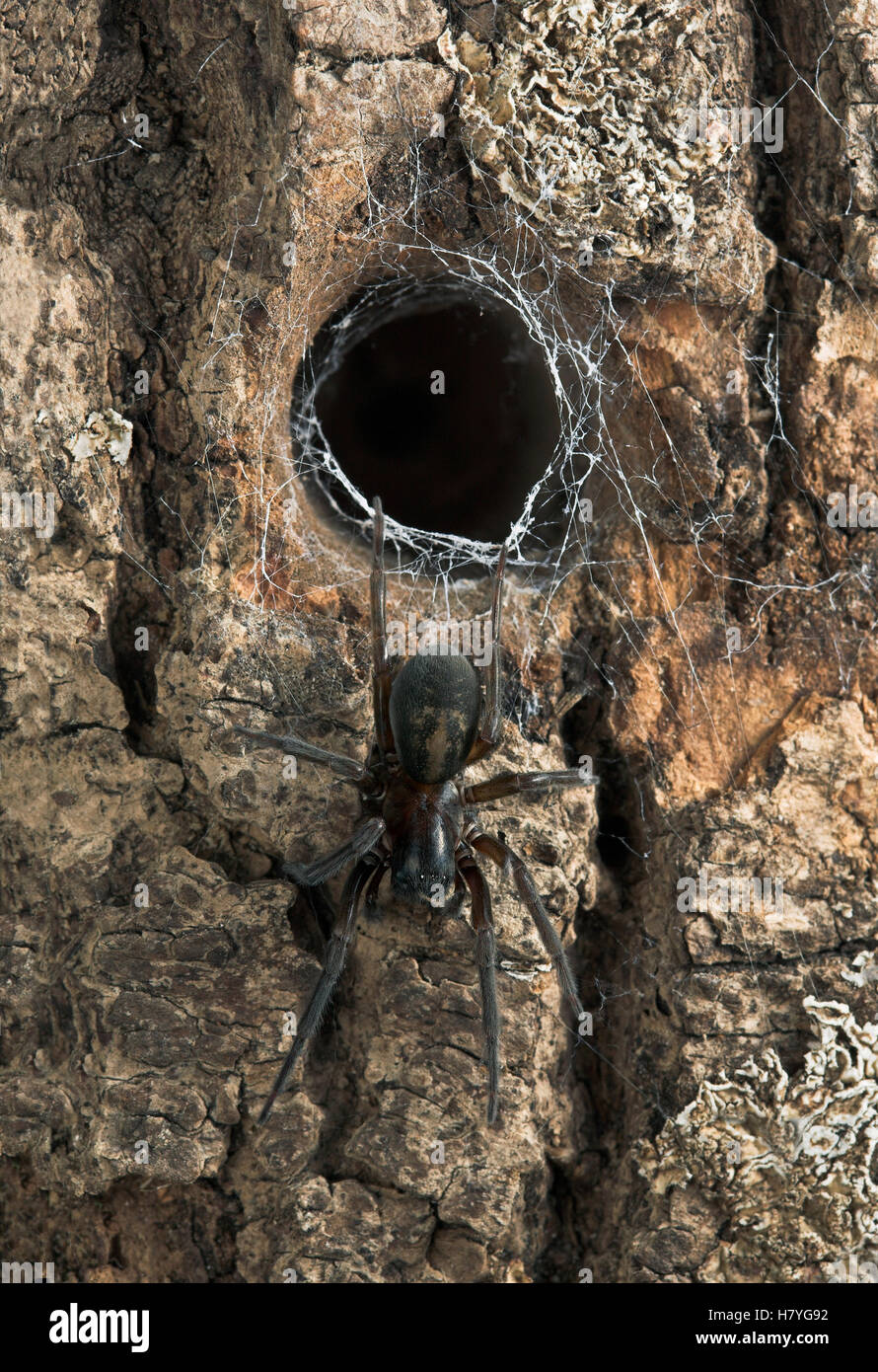 Black Lace-weaver (Amaurobius ferox), oustide hideout hole in tree ...