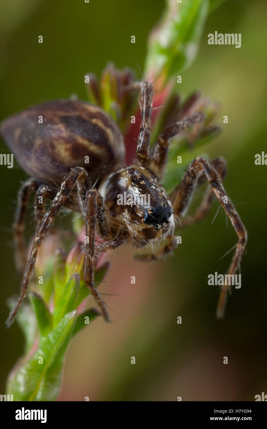 Lynx Spider (Oxyopes lineatus), England Stock Photo - Alamy