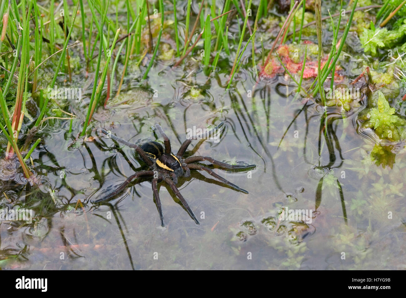 Raft Spider (Dolomedes fimbriatus) floating on water, England Stock ...