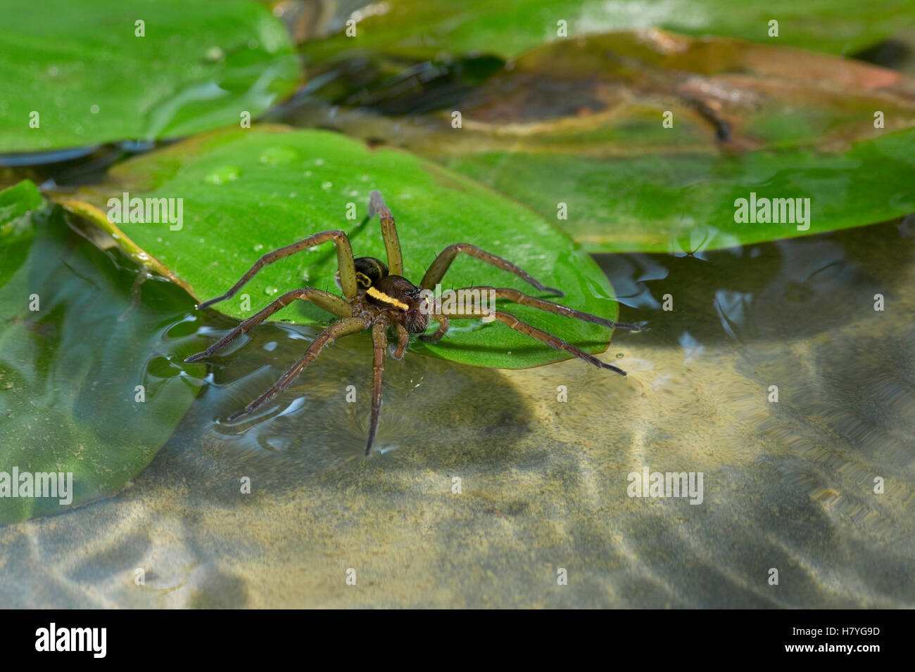 Raft Spider (Dolomedes fimbriatus) floating on surface, England Stock ...