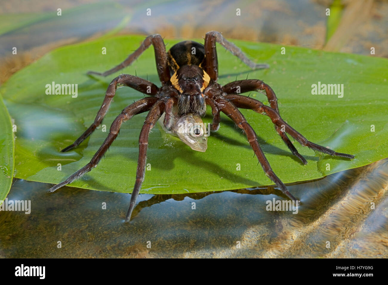 Raft Spider (Dolomedes fimbriatus) eating stickleback prey, England ...