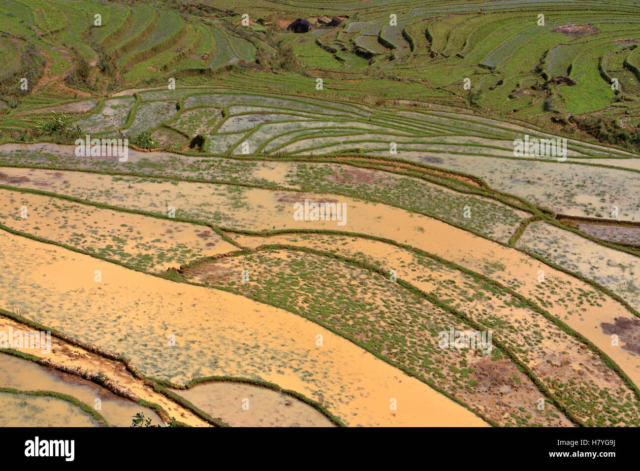 Terrace rice fields Stock Photo - Alamy