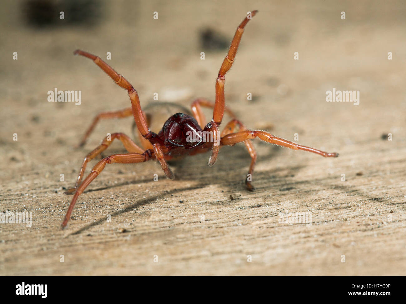 Slater Spider (Dysdera crocata) in defensive posture, England Stock ...