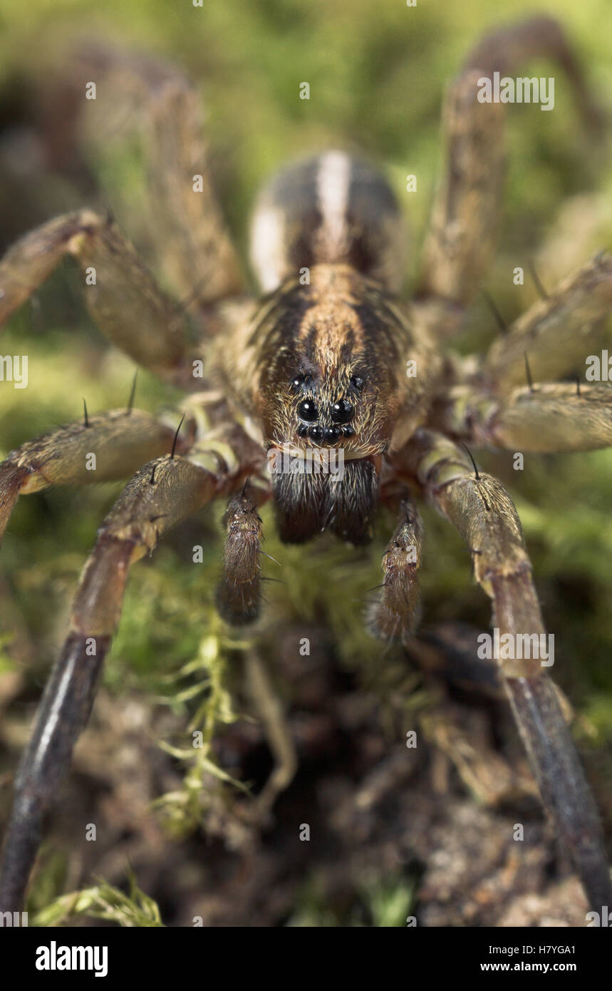 Wolf Spider (Trochosa ruricola), England Stock Photo - Alamy