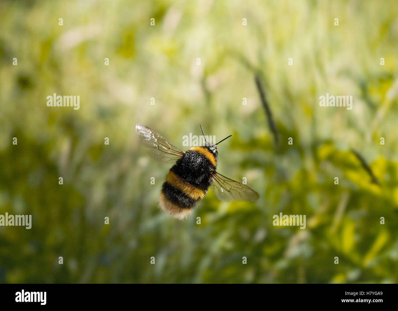 Bumblebee (Bombus sp) flying, England Stock Photo - Alamy